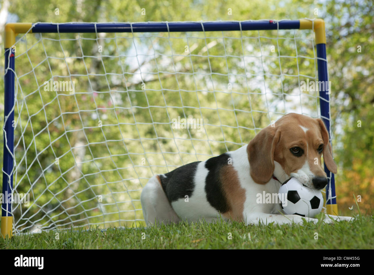 Beagle with football in a small-scale goal Stock Photo - Alamy