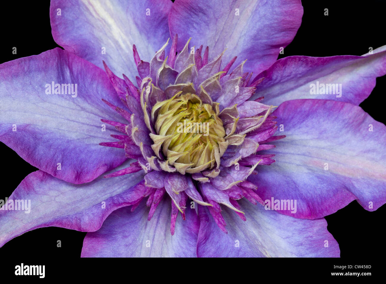 Clematis on black background Stock Photo - Alamy