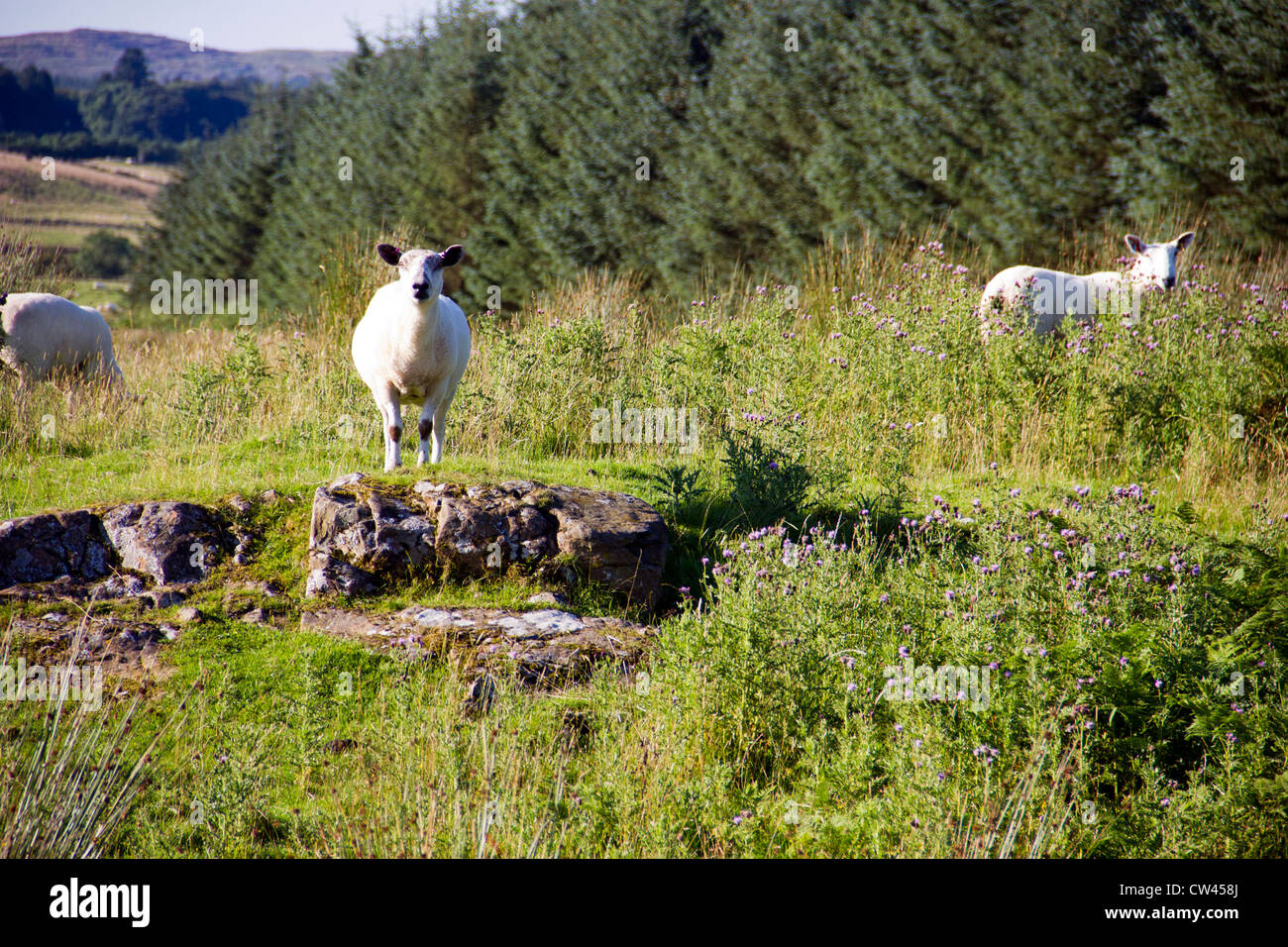 Sheep farming terrain hi-res stock photography and images - Alamy