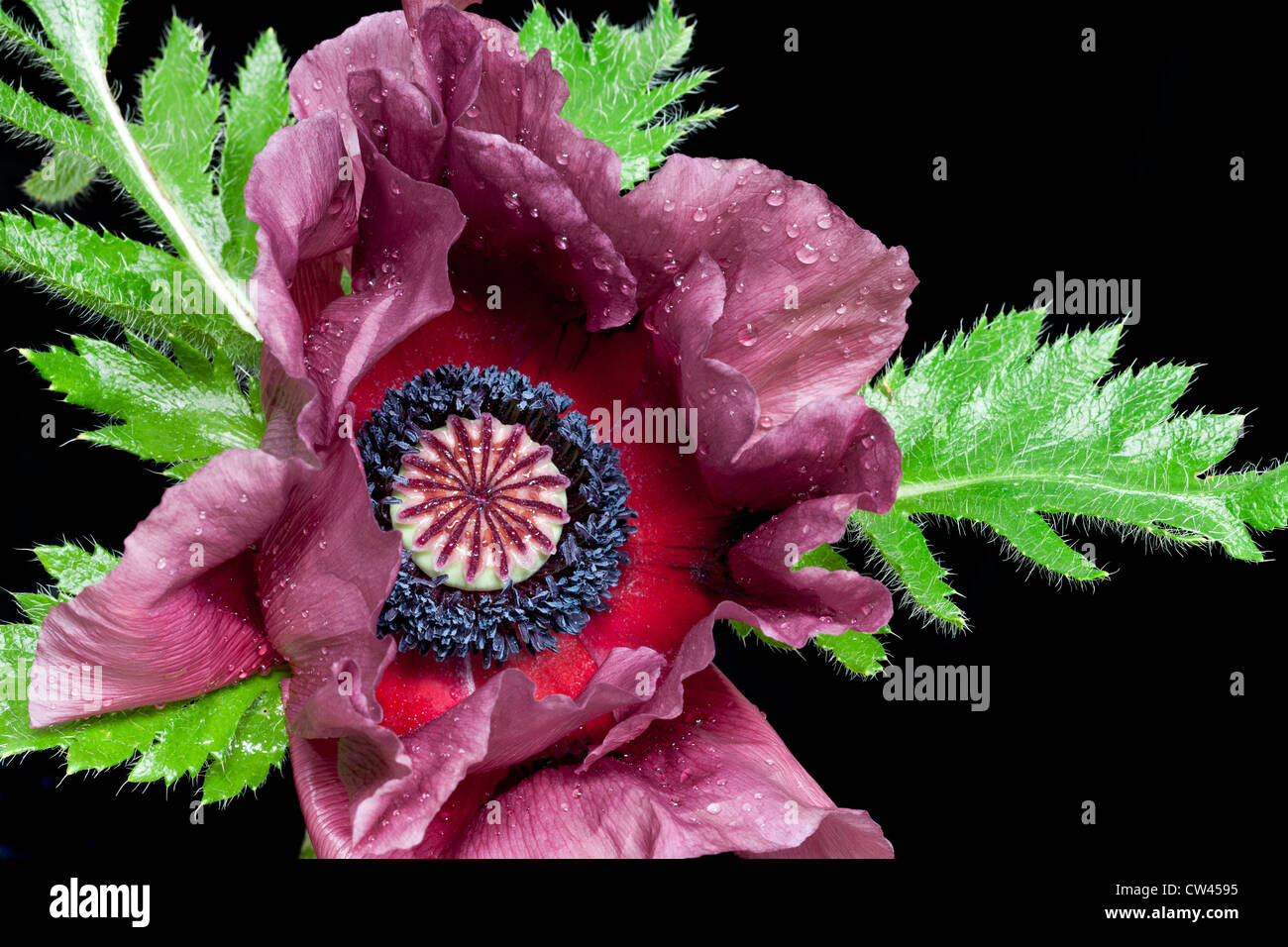 Patty's Plum Poppy on black background Stock Photo - Alamy