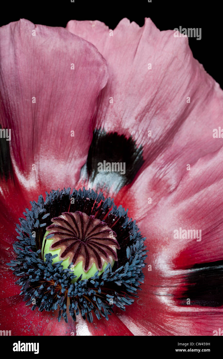 Poppy patty's plum hi-res stock photography and images - Alamy