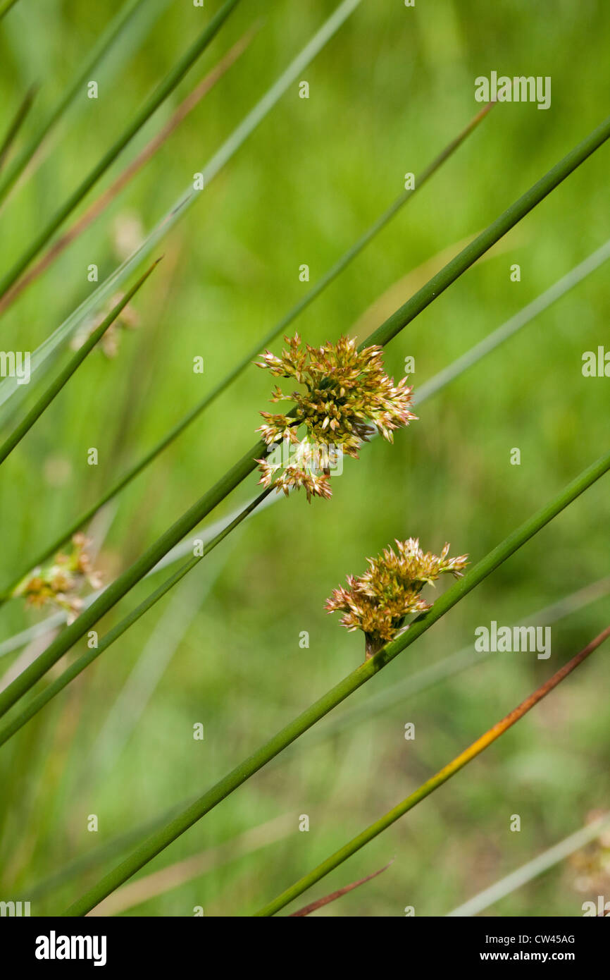 Juncus seed hi-res stock photography and images - Alamy
