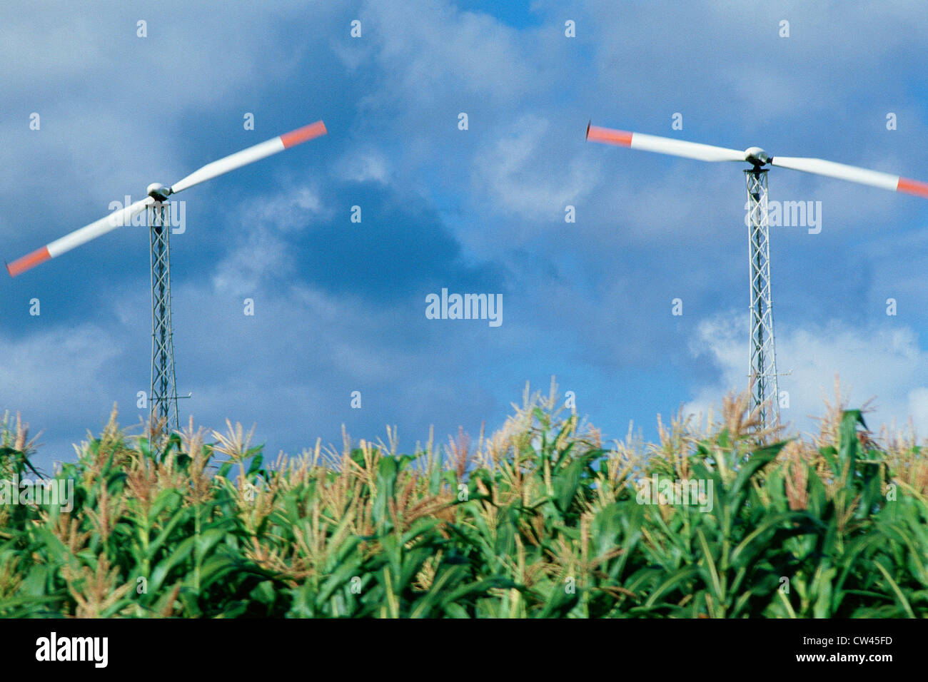Wind turbines in corn field Stock Photo - Alamy