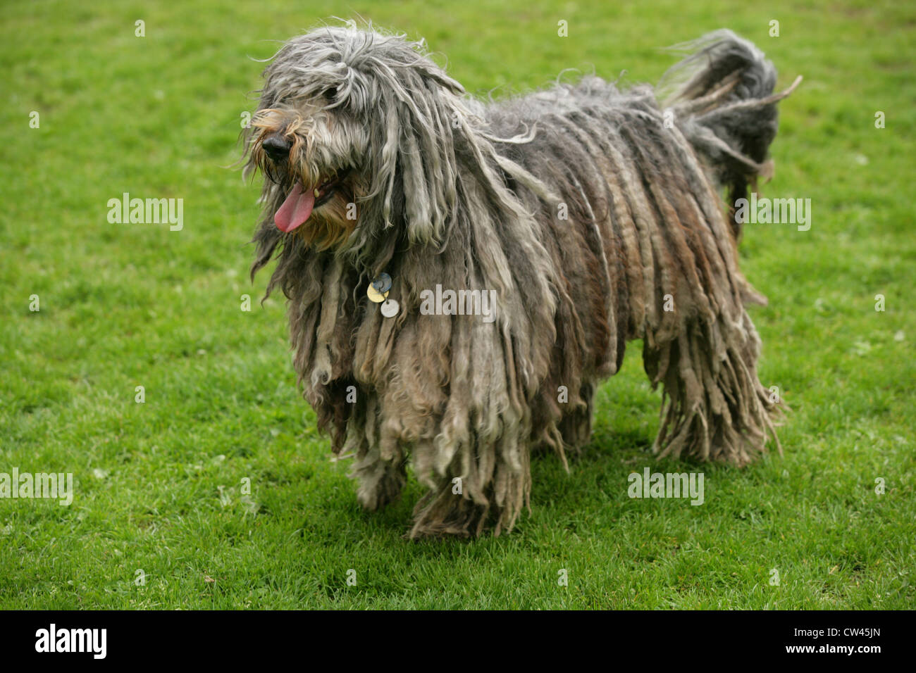 Bergamasco Sheepdog Or Bergamese Shepherd High Resolution Stock ...