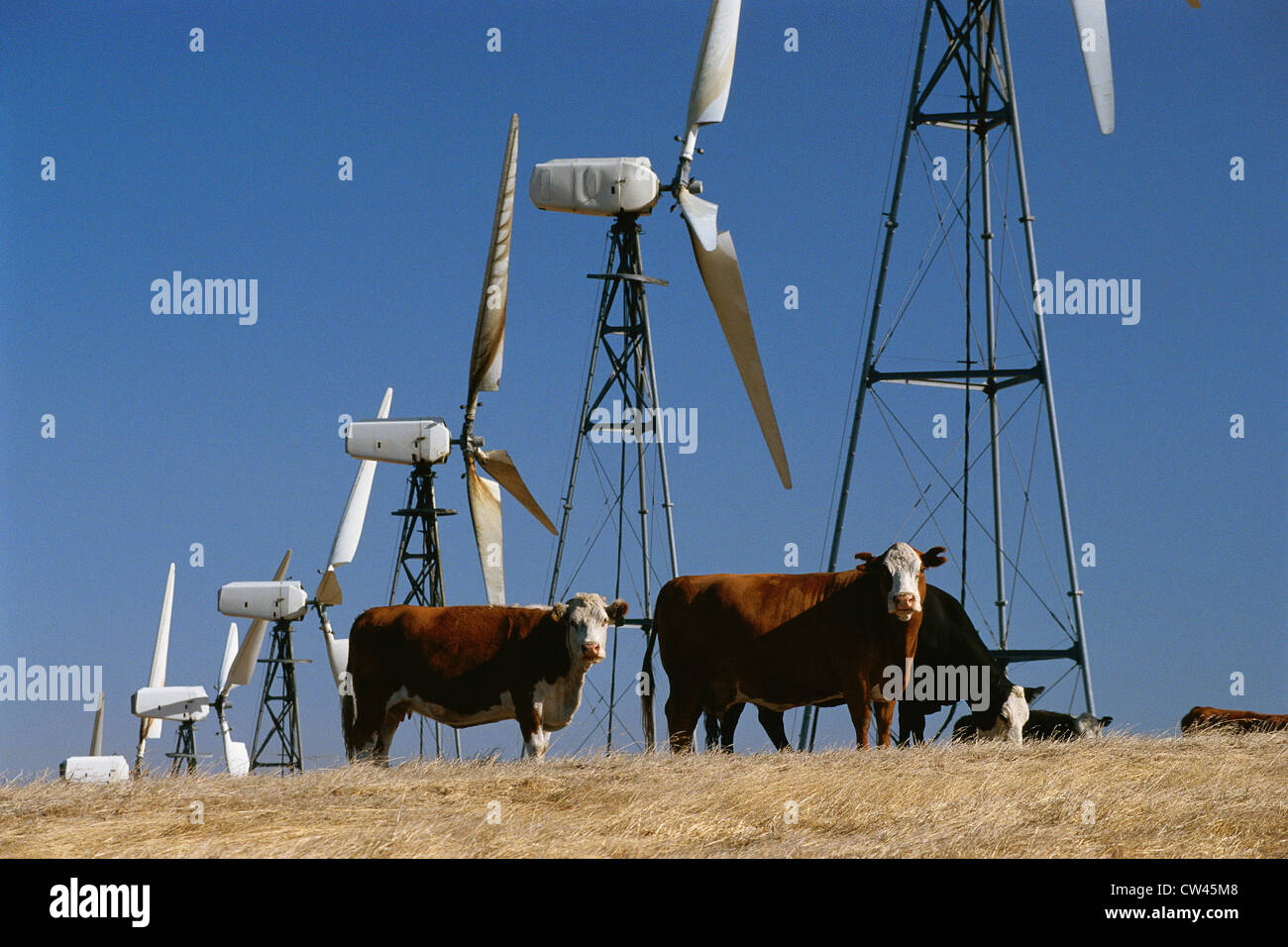 Cattle standing with wind turbines Stock Photo - Alamy