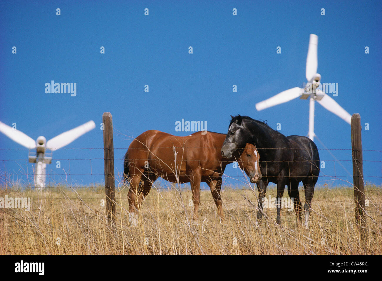 Horses on wind farm Stock Photo - Alamy