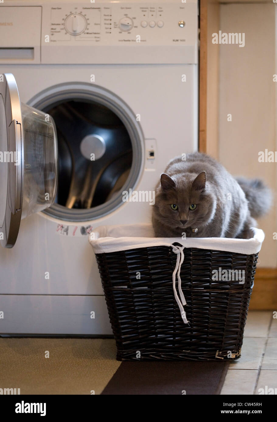 Cat in washing machine hi-res stock photography and images - Alamy