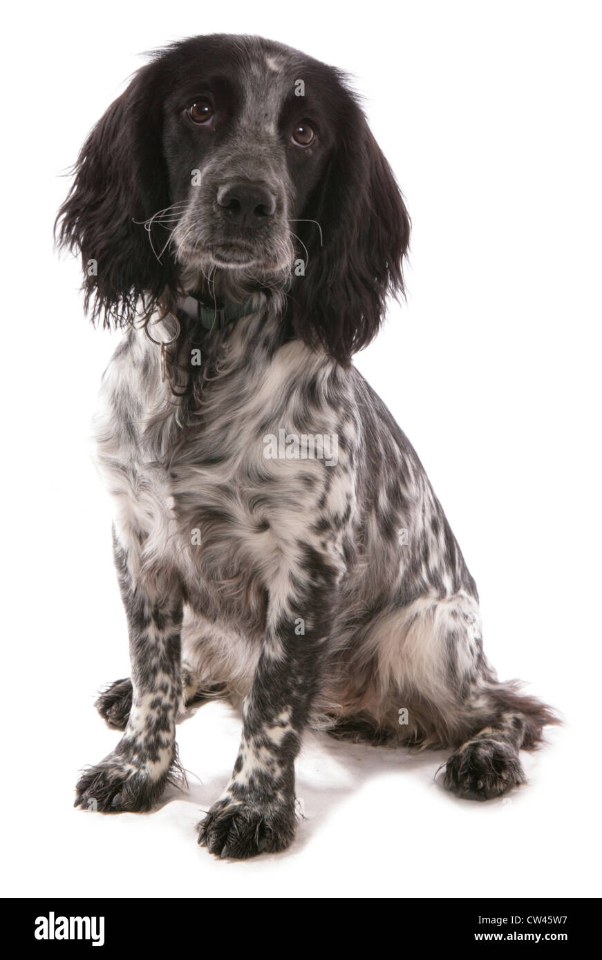 Cocker Spaniel. Adult sitting. Studio picture against a white ...