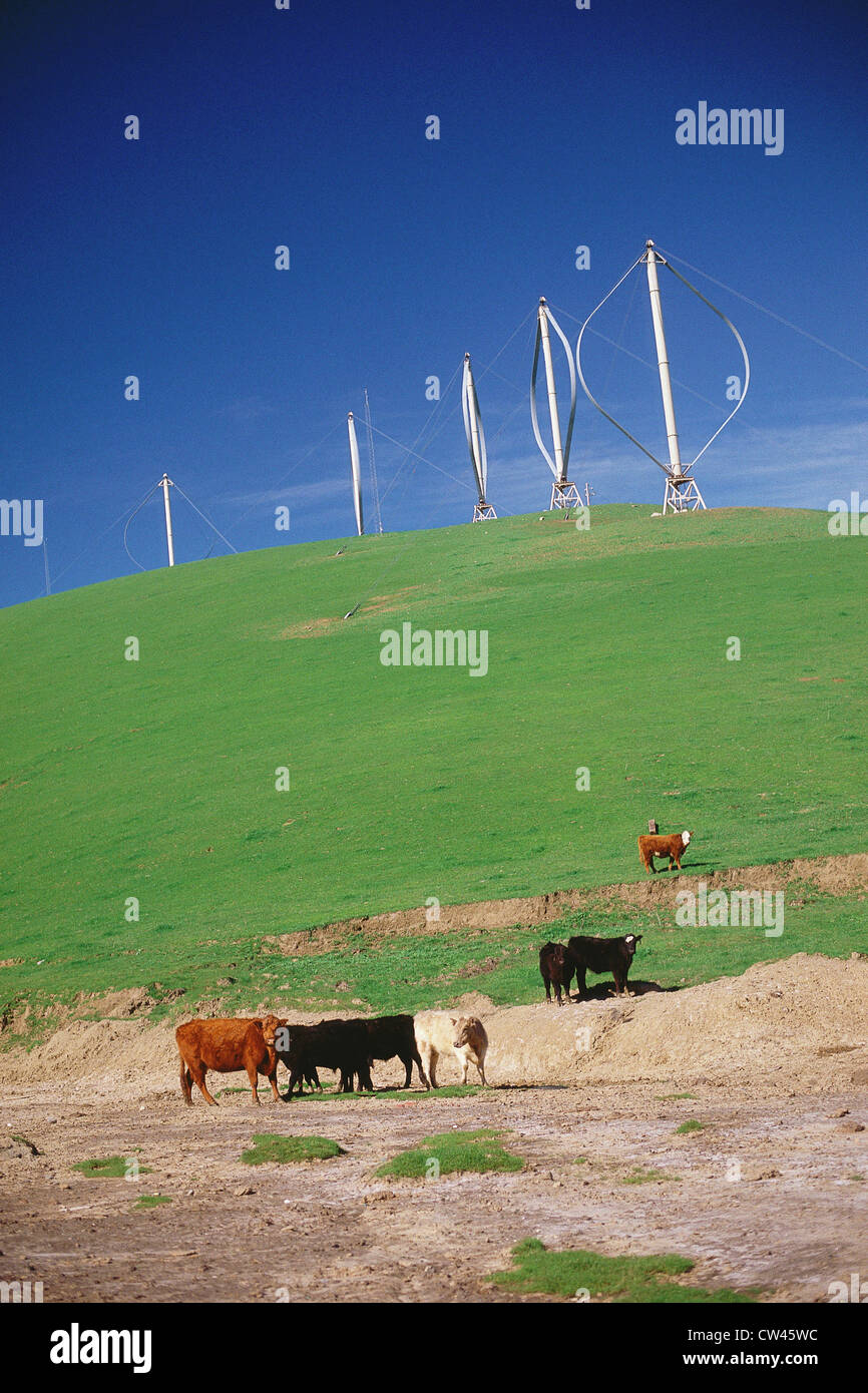 Wind turbine cattle usa hi-res stock photography and images - Alamy