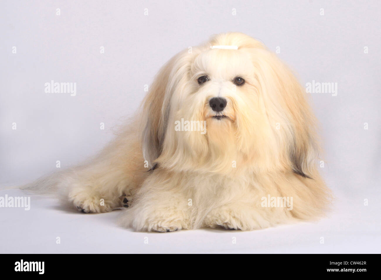 Grey havanese dog hi-res stock photography and images - Alamy
