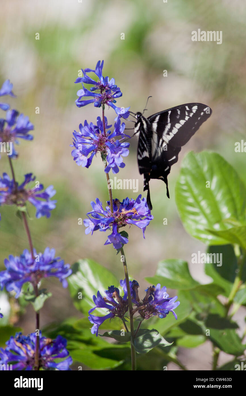 USA, Washington State, Stehekin, Lake Shore Trail, Butterfly on ...