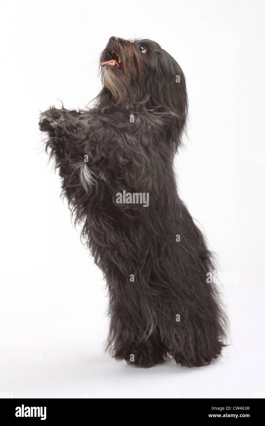 Havanese. Adult standing upright on its hind legs. Studio picture ...