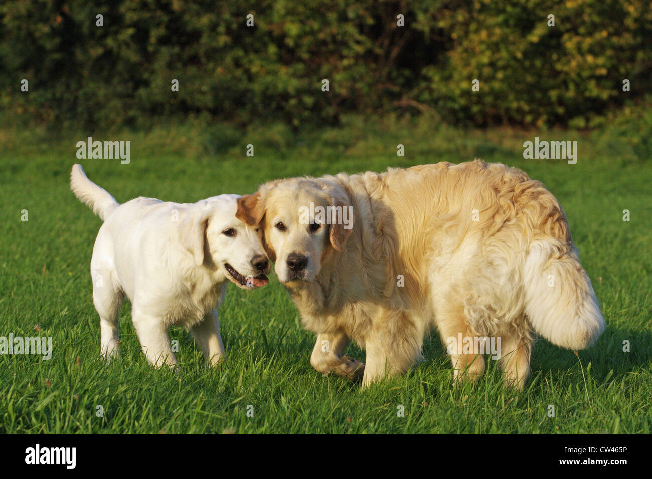 Golden Retriever. Pair on a meadow Stock Photo - Alamy