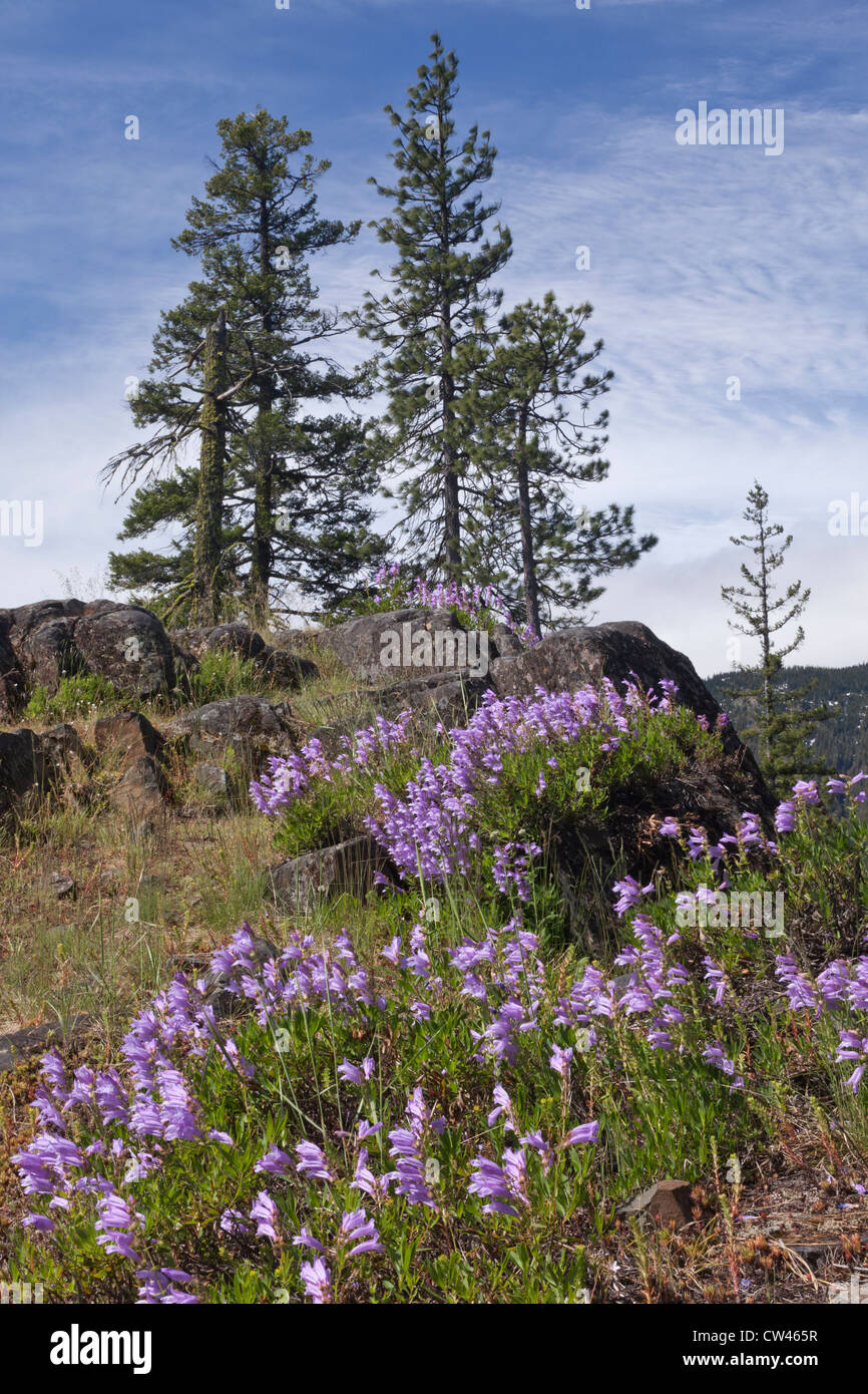 USA, Washington State, Wenatchee National Forest, Cle Elum Lake ...