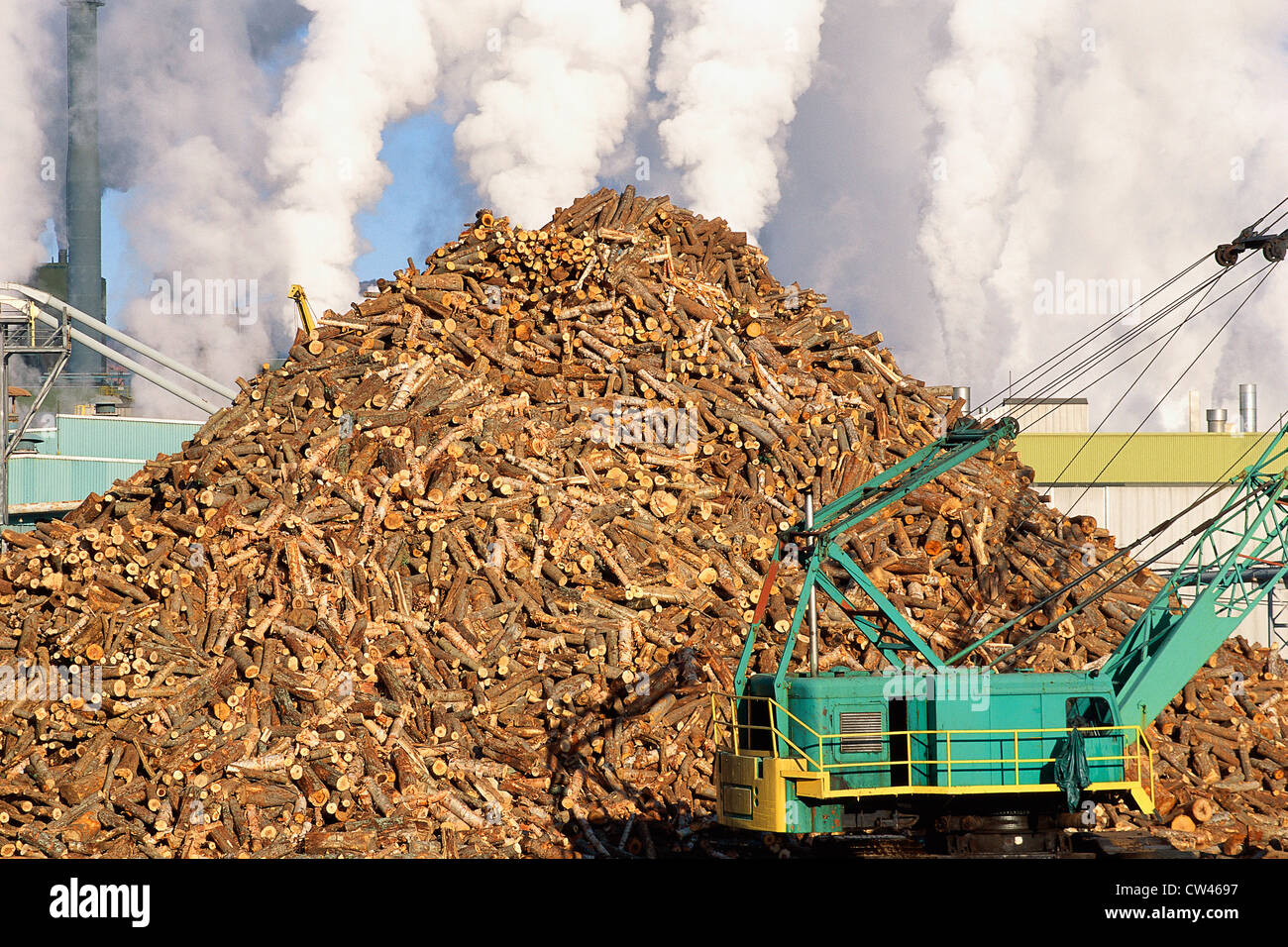 Pile of logs at paper mill Stock Photo - Alamy