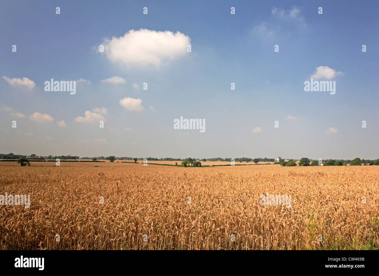 A view of fields of ripening corn in South Norfolk, England, United ...
