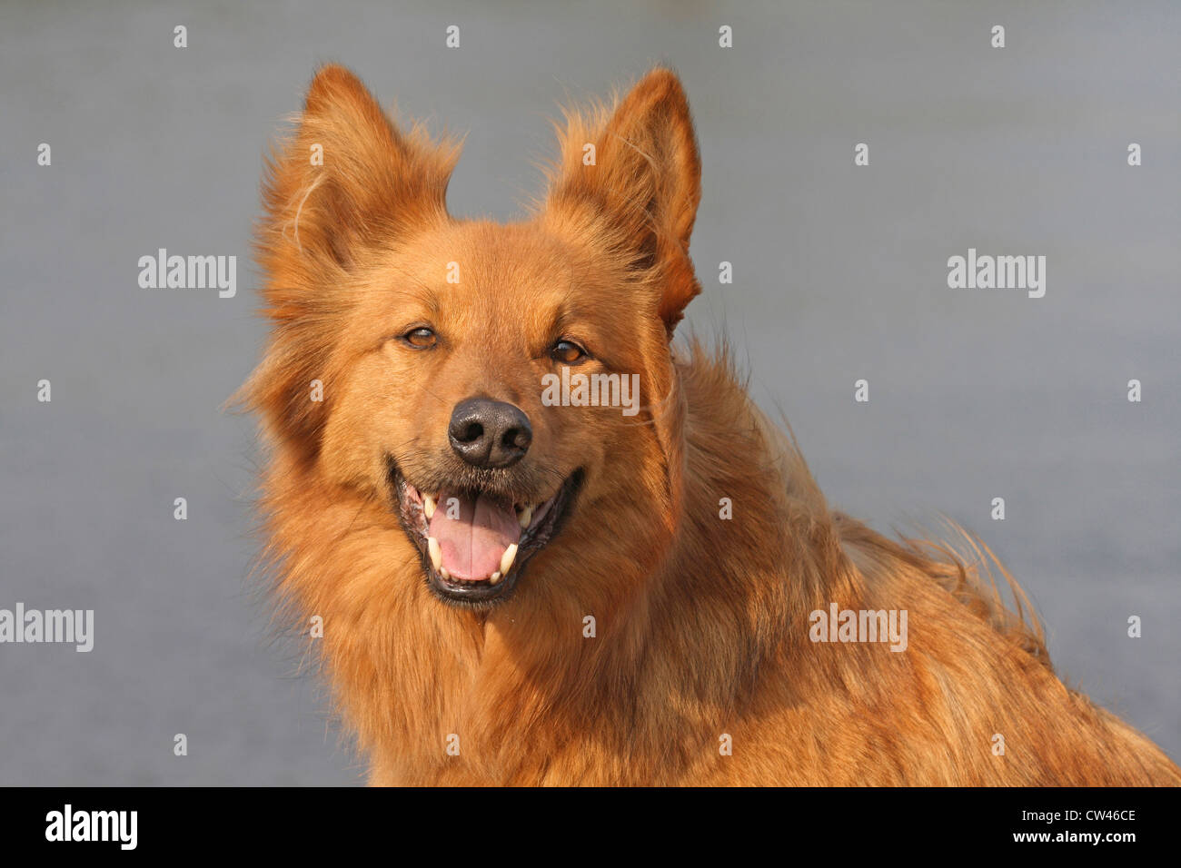 Dog harzer fuchs hi-res stock photography and images - Alamy