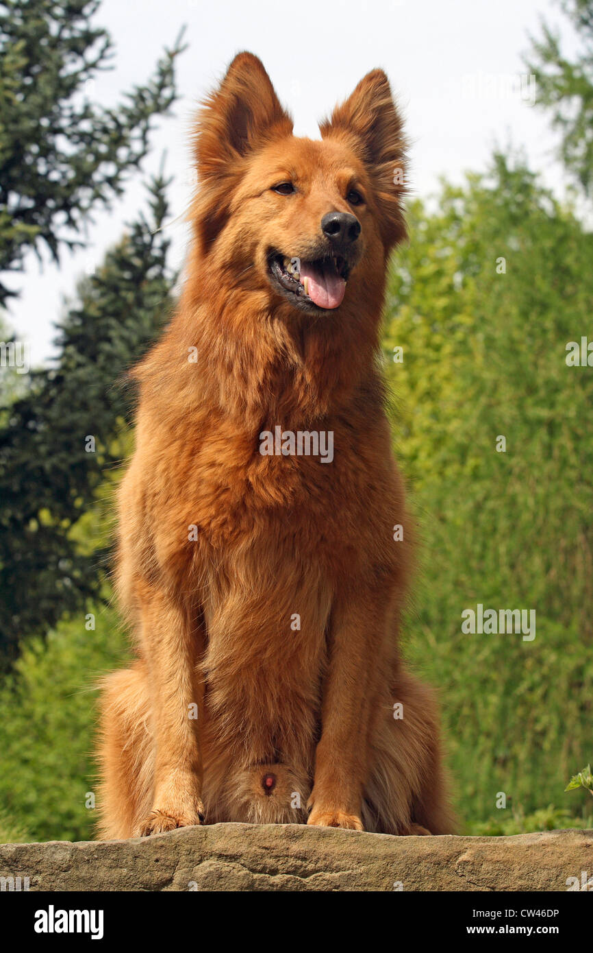 Harzer fuchs 10 years old mal hi-res stock photography and images - Alamy