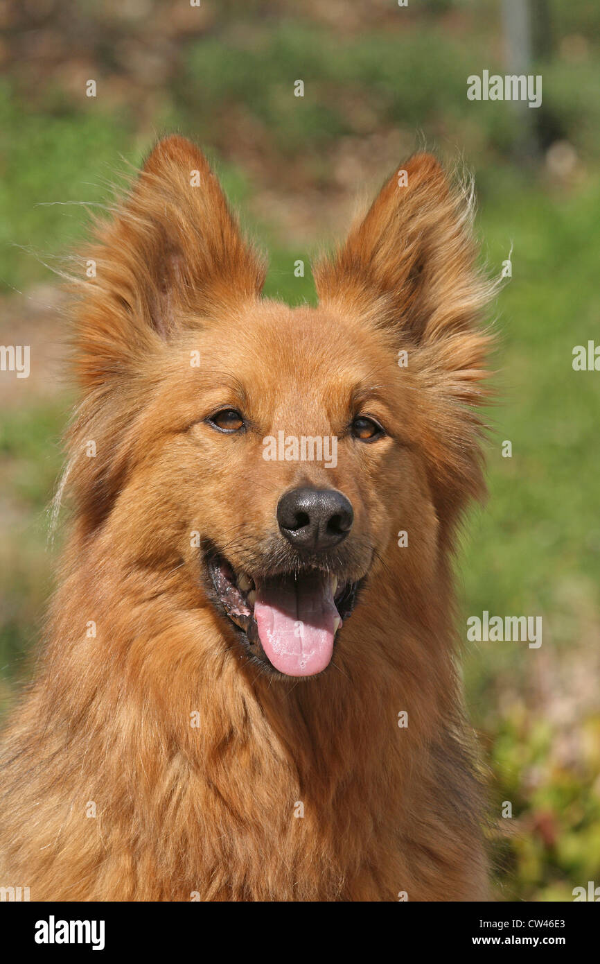 Harzer Fuchs Male 10 Years High Resolution Stock Photography and Images ...