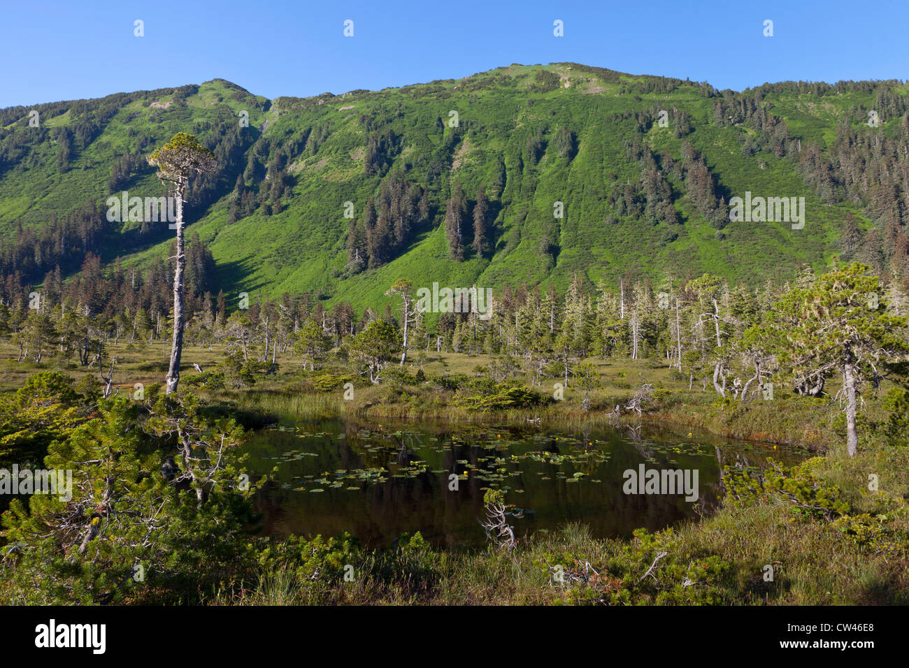 USA, Alaska, Douglas Island, Alpine Bog Stock Photo - Alamy