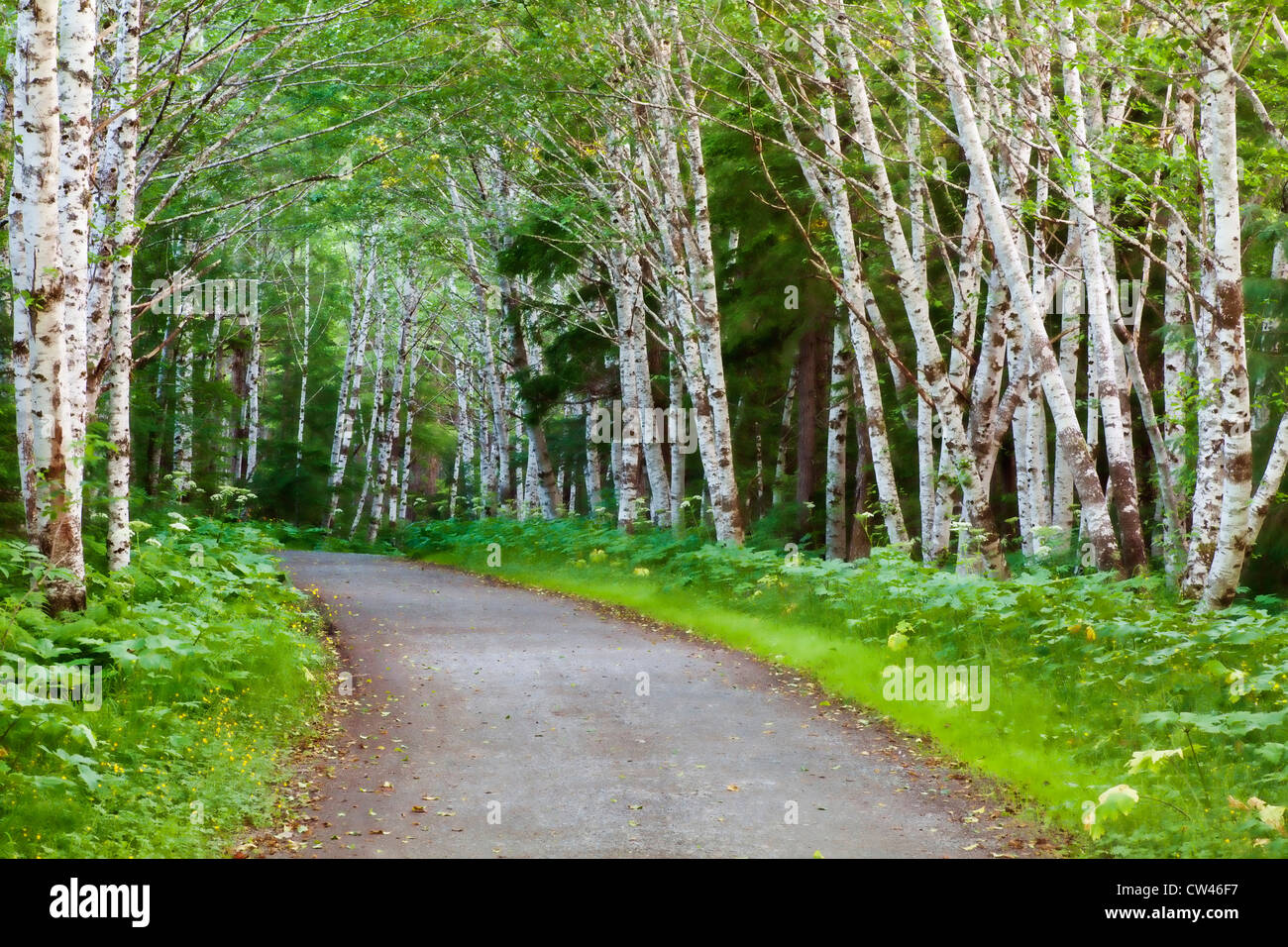 USA, Alaska, Douglas Island, Alder Trees and Road Stock Photo - Alamy