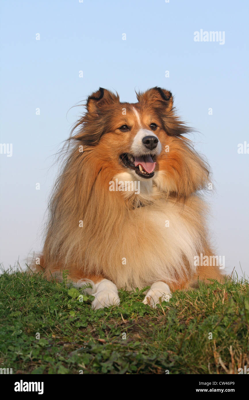 Shetland Sheepdog, Shetland Collie. Adult lying on a meadow Stock Photo ...