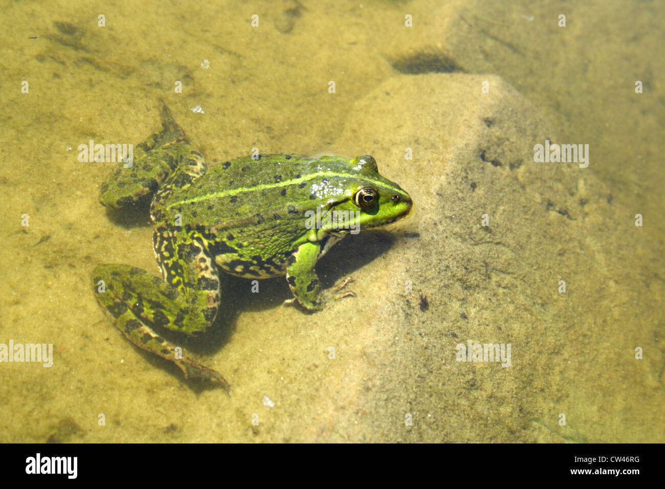 green frog in water Stock Photo - Alamy