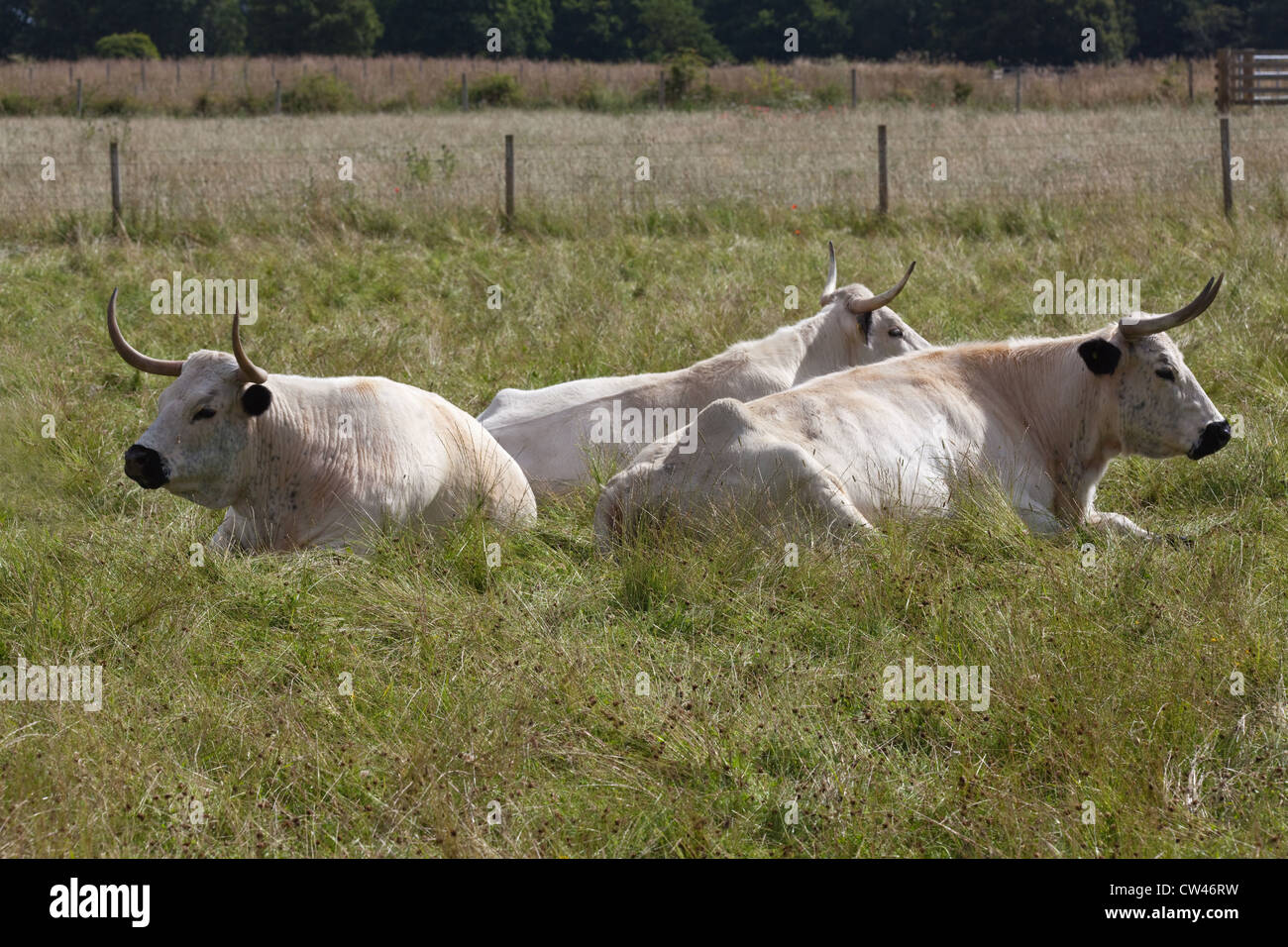 White Park Cattle (Bos taurus). Cows at rest, 'chewing the cud' Stock ...