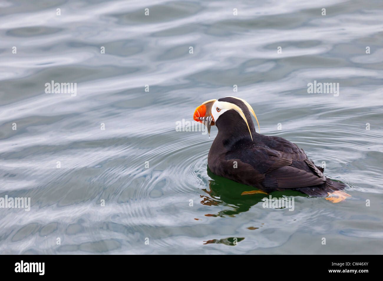 Puffin swimming with fish hi-res stock photography and images - Alamy