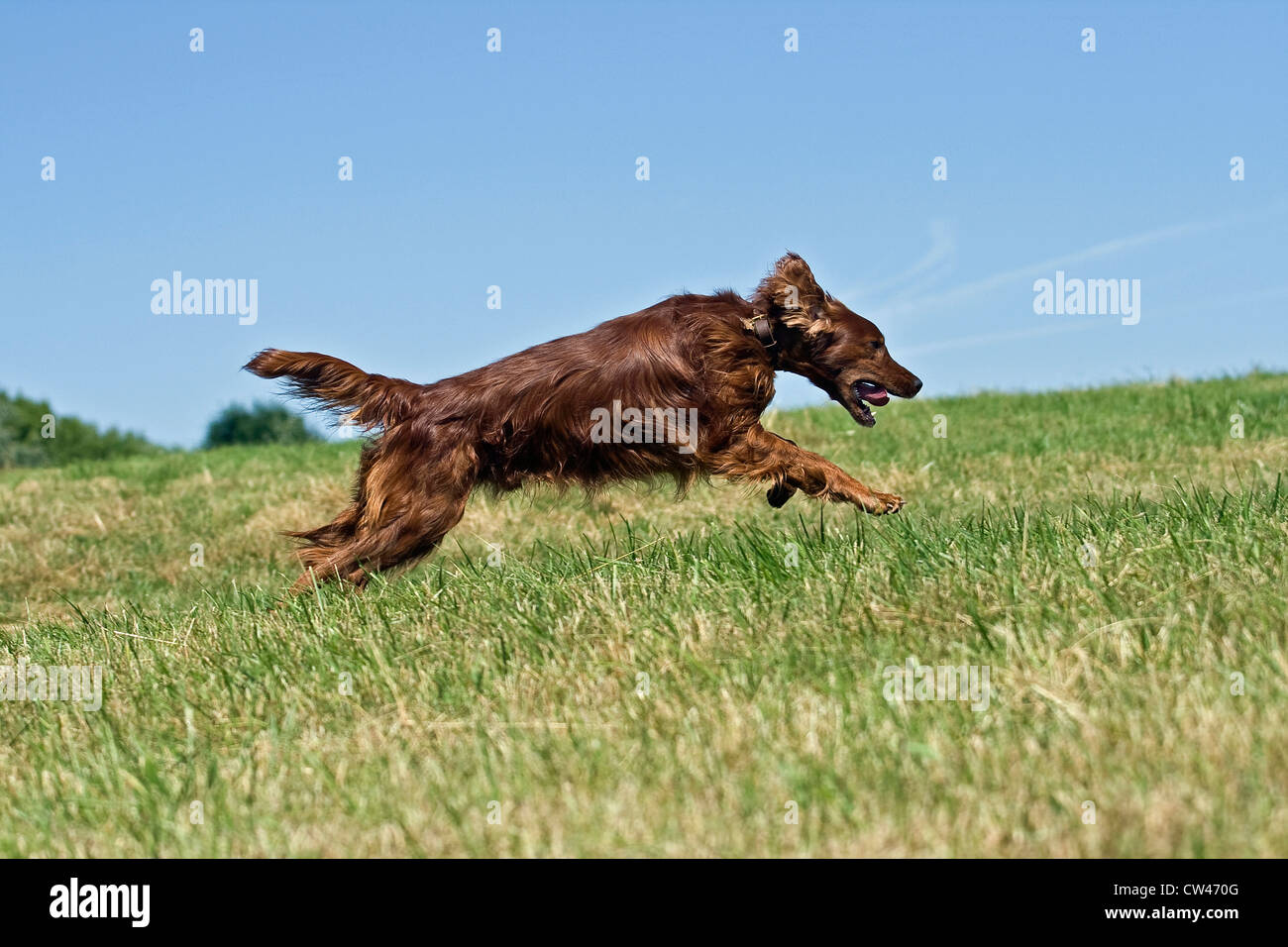 Irish Setter, adult running on a meadow Stock Photo - Alamy