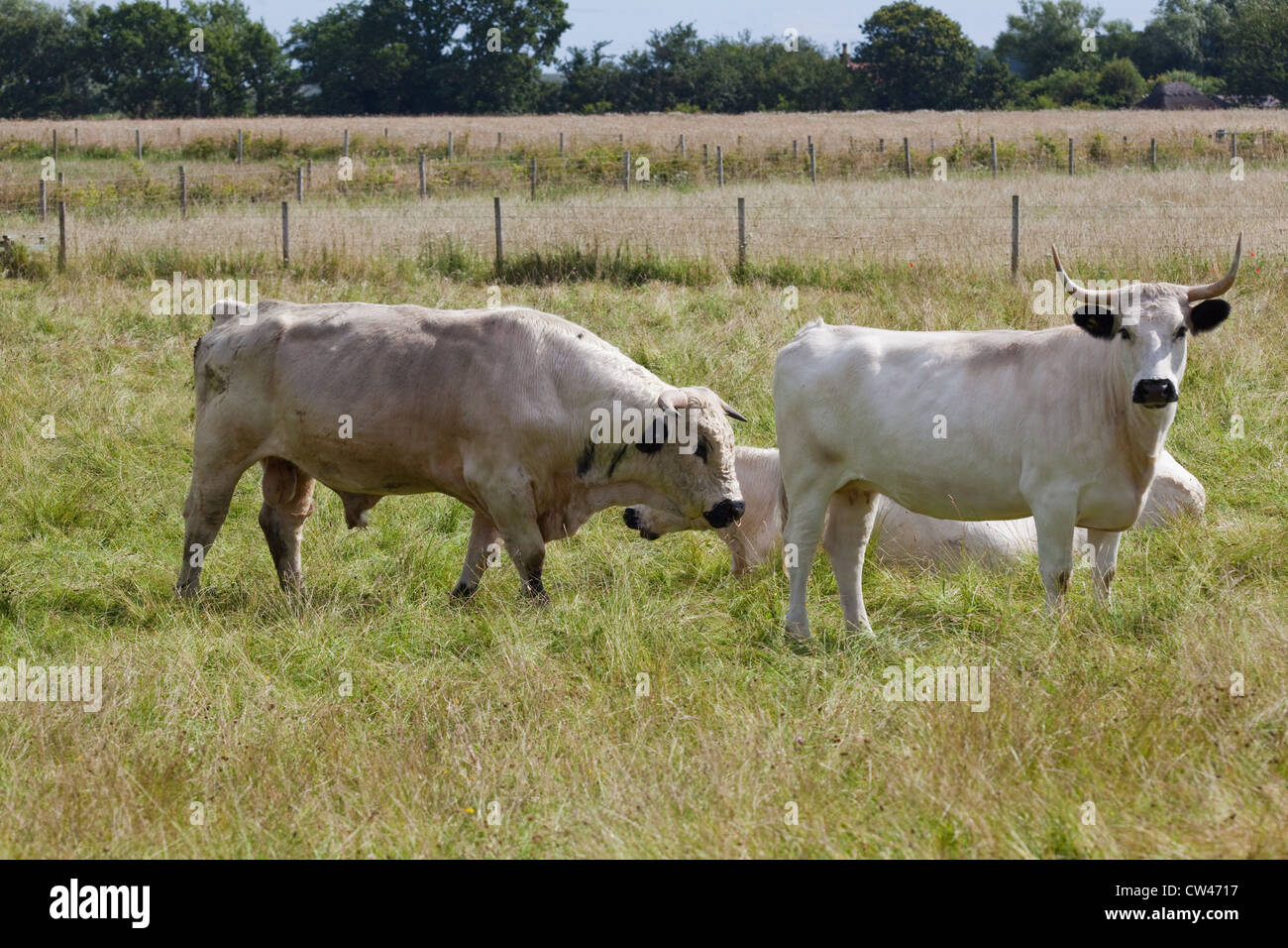 White Park Cattle (Bos taurus). Bull left, cow right Stock Photo - Alamy