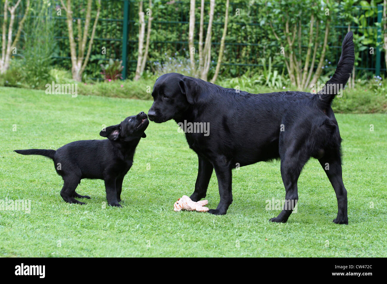 Labrador Retriever. Nine week old puppy playing with its father on a ...