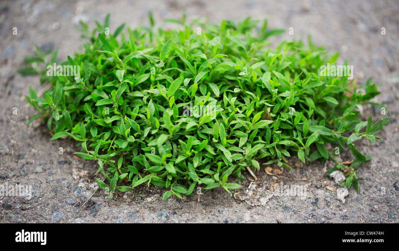 Grass for ground hi-res stock photography and images - Alamy