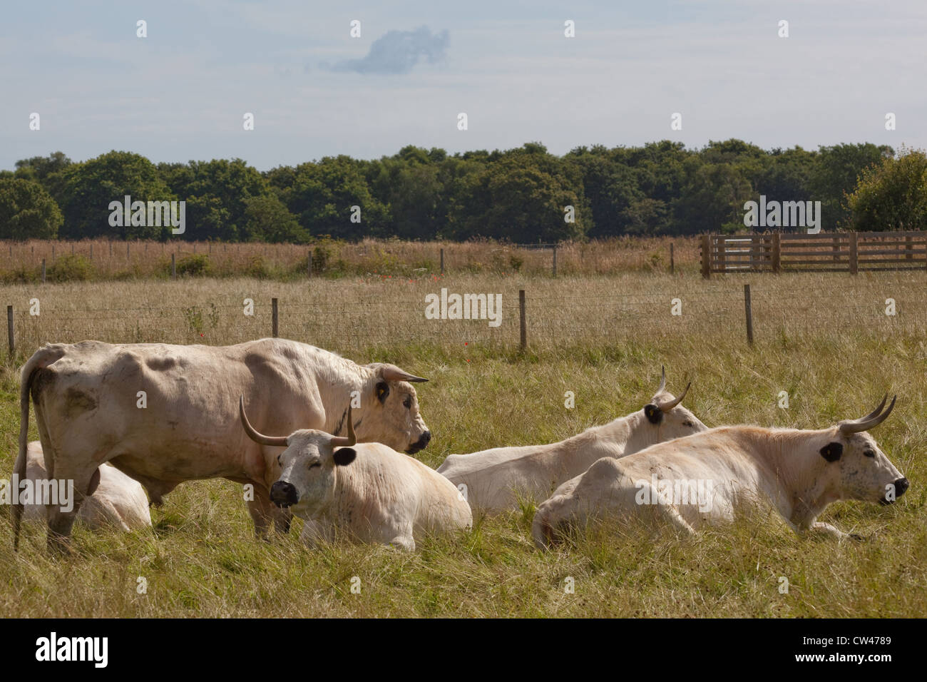 Native Bull Breeds High Resolution Stock Photography and Images - Alamy
