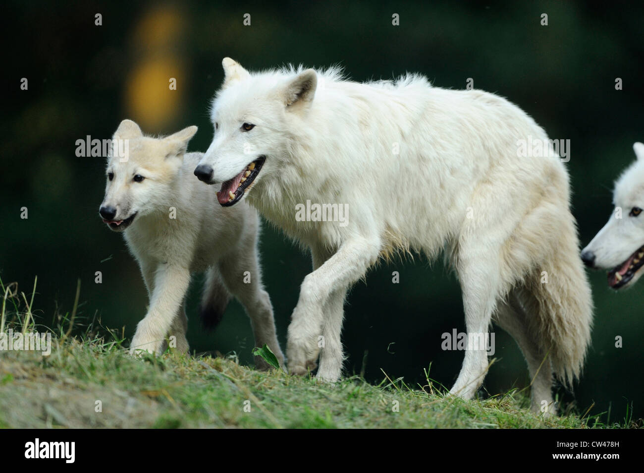 Arctic Wolf, Polar Wolf (Canis lupus arctos). Puppy walking with adults ...
