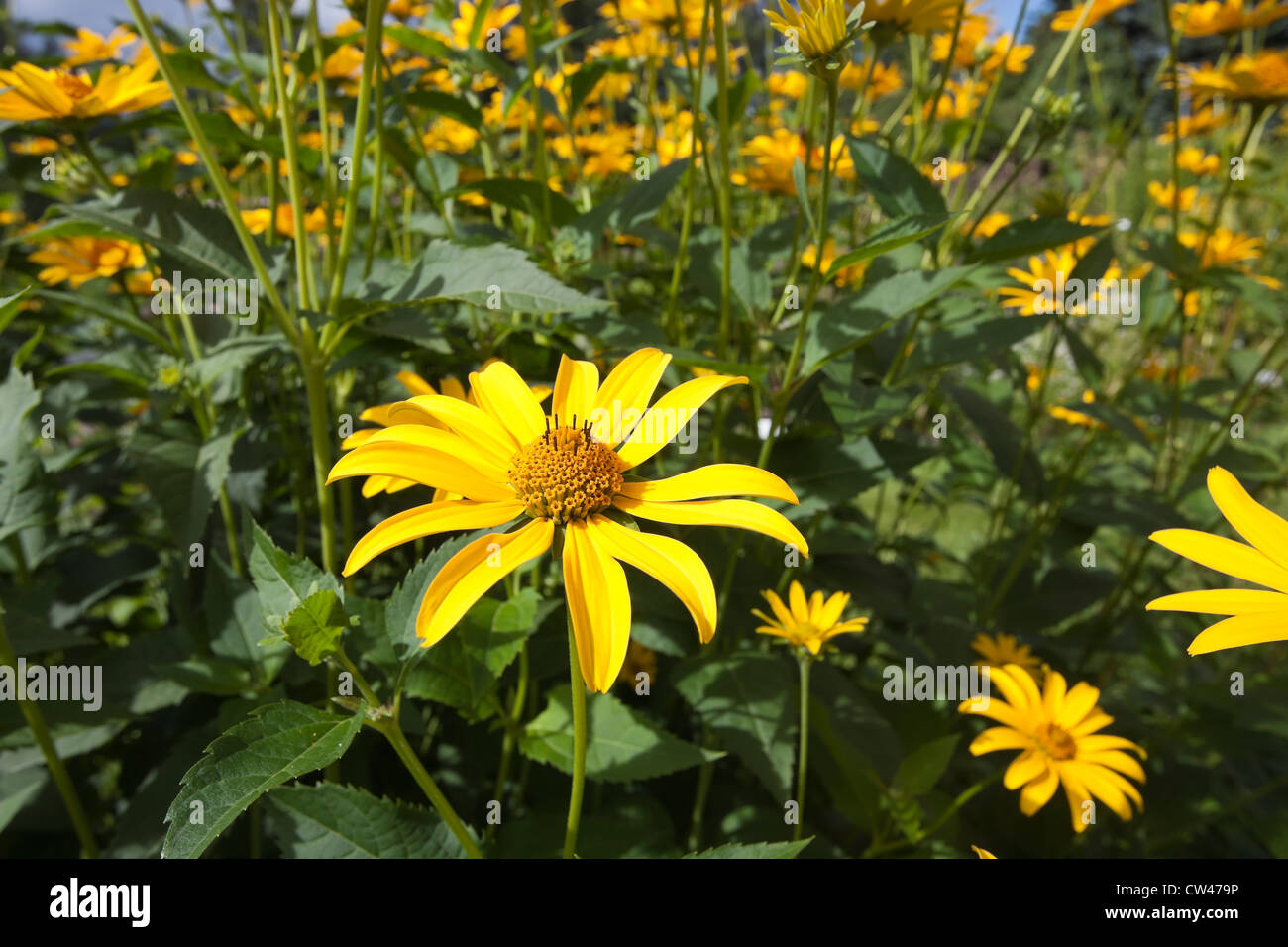 Heliopsis helianthoides hi-res stock photography and images - Alamy