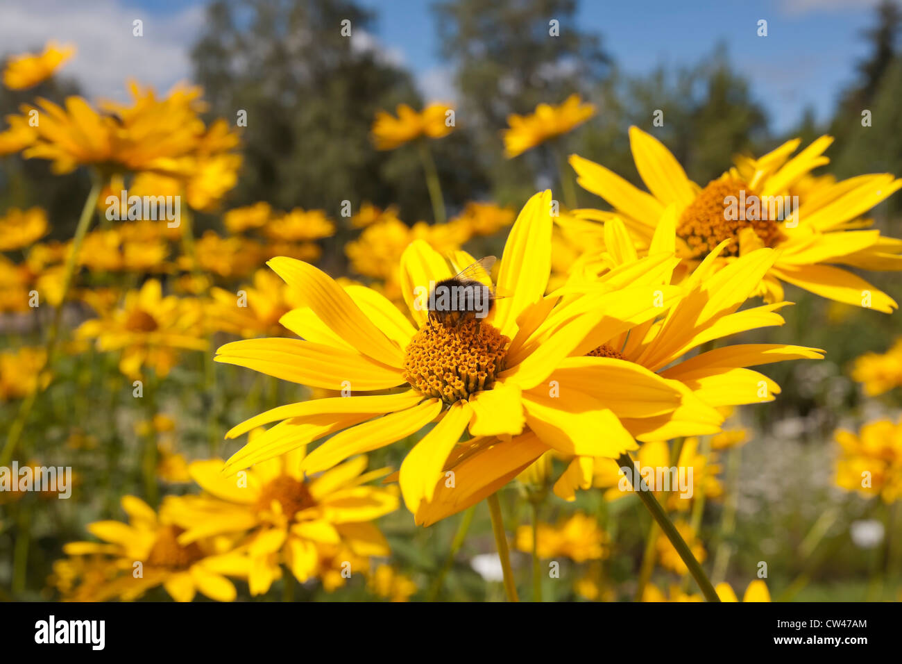 Heliopsis helianthoides hi-res stock photography and images - Alamy