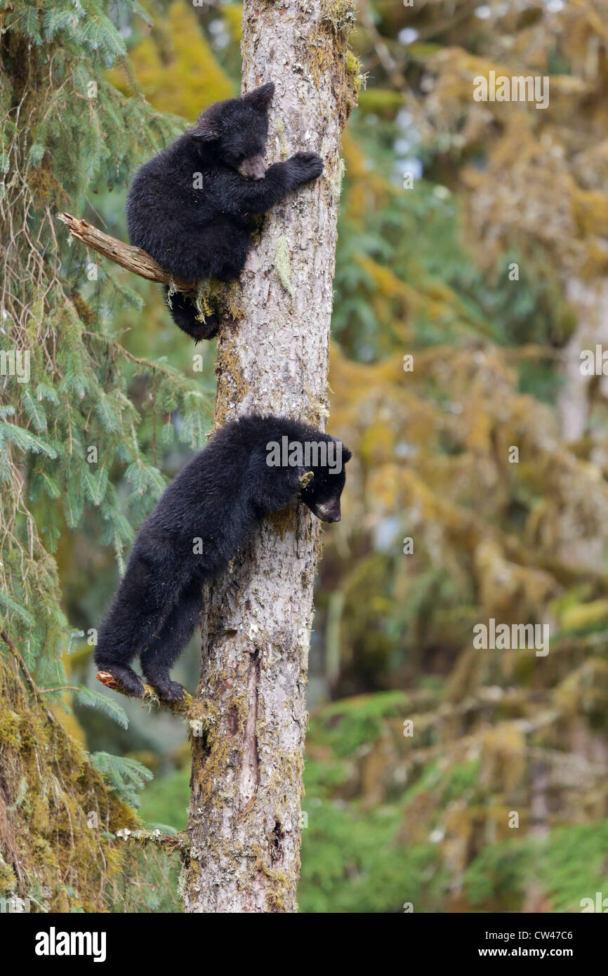 USA, Alaska, Tongass National Forest, Anan Wildlife Observatory, Black ...