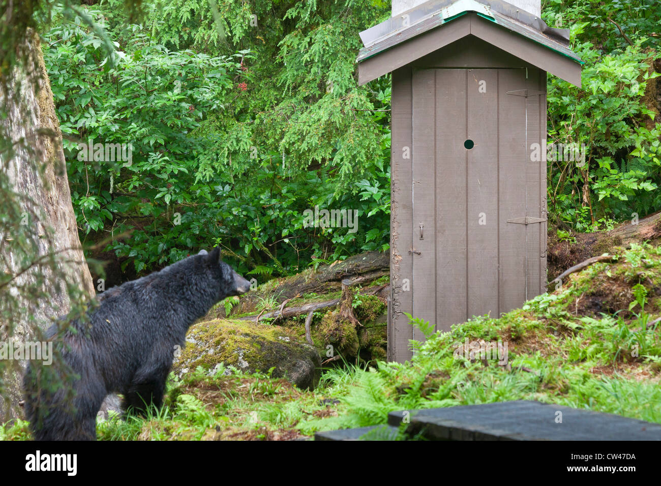 USA, Alaska, Tongass National Forest, Anan Wildlife Observatory, Black ...