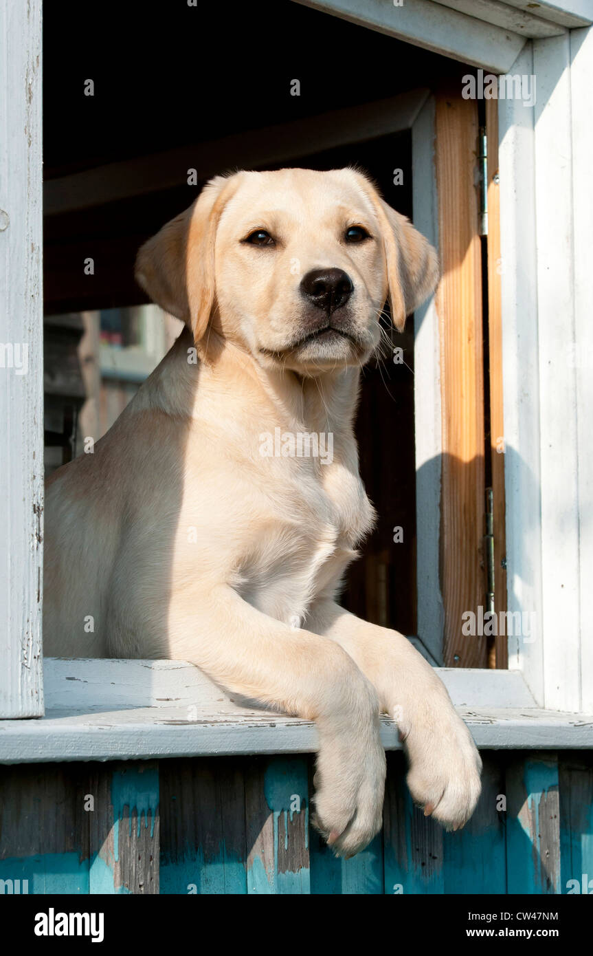Labrador retriever looking out window hi-res stock photography and ...