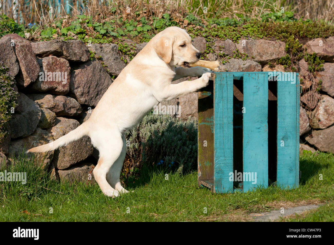 Labrador Retriever. Puppy fetching a chew bone from a blue box Stock ...