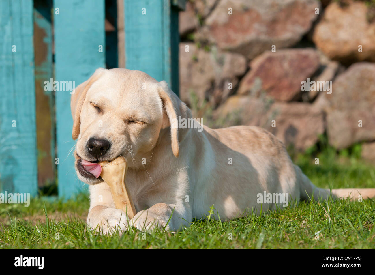Labrador Retriever. Puppy lying on a lawn while chewing a chew bone ...