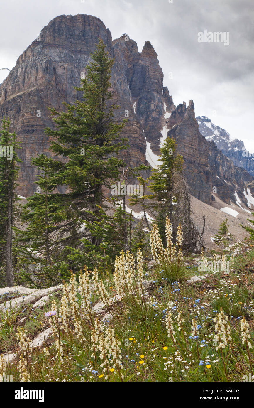 Canada, Mount Assiniboine Provincial Park, The Nub and Nulet Trail ...