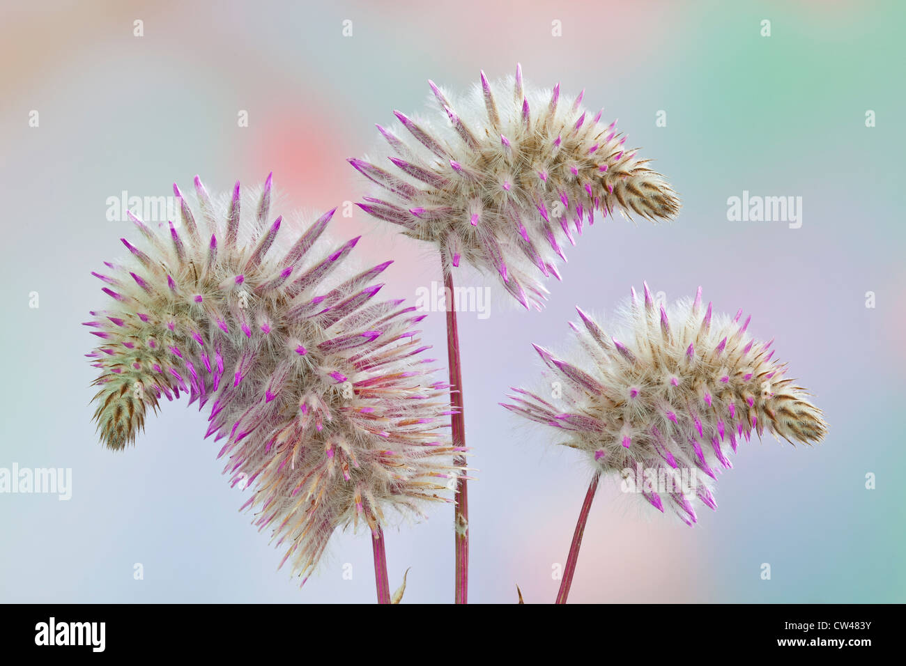 Pink Mulla Mulla Stock Photos & Pink Mulla Mulla Stock Images - Alamy