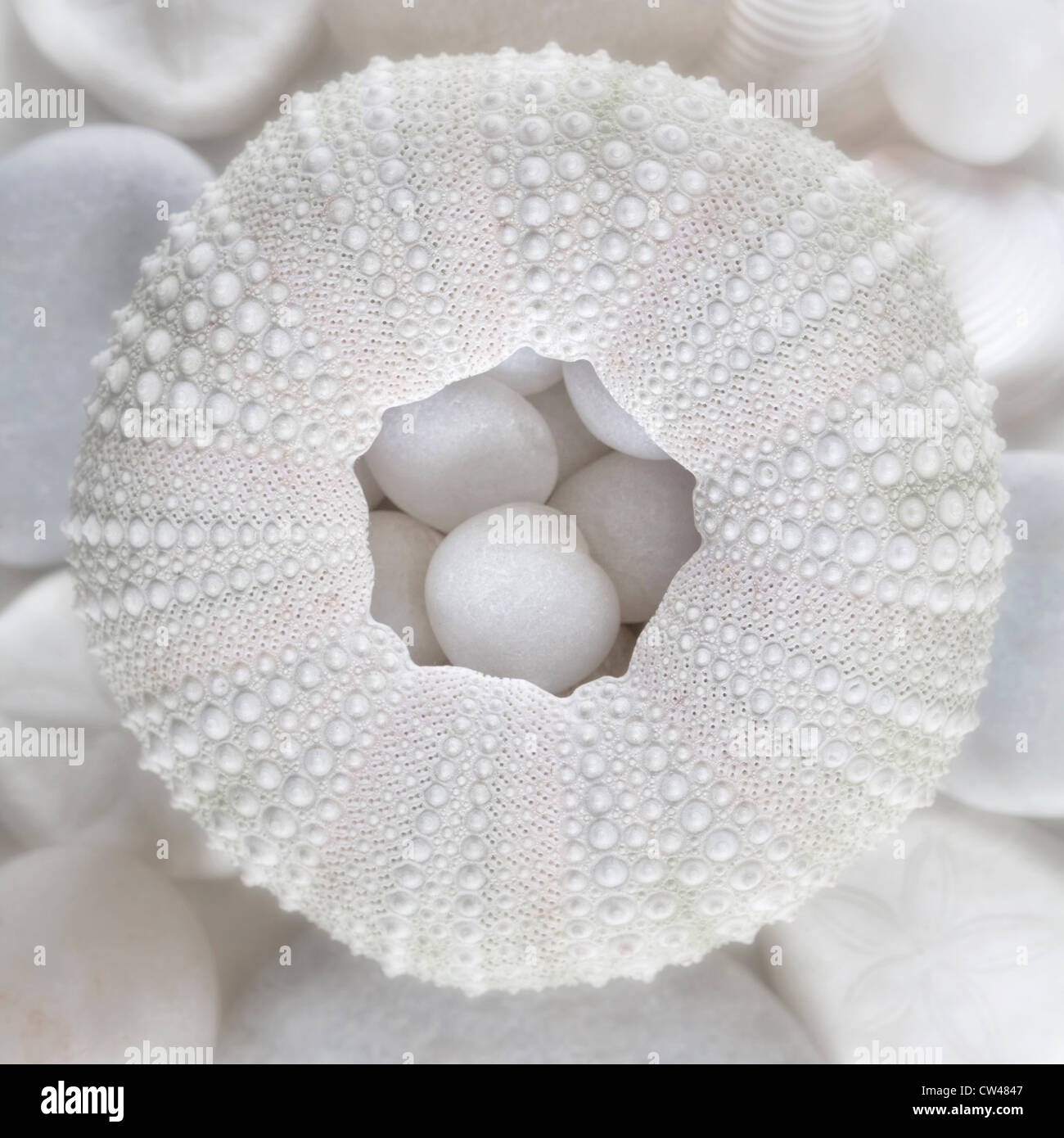 White Sea Shell Stock Photo - Alamy