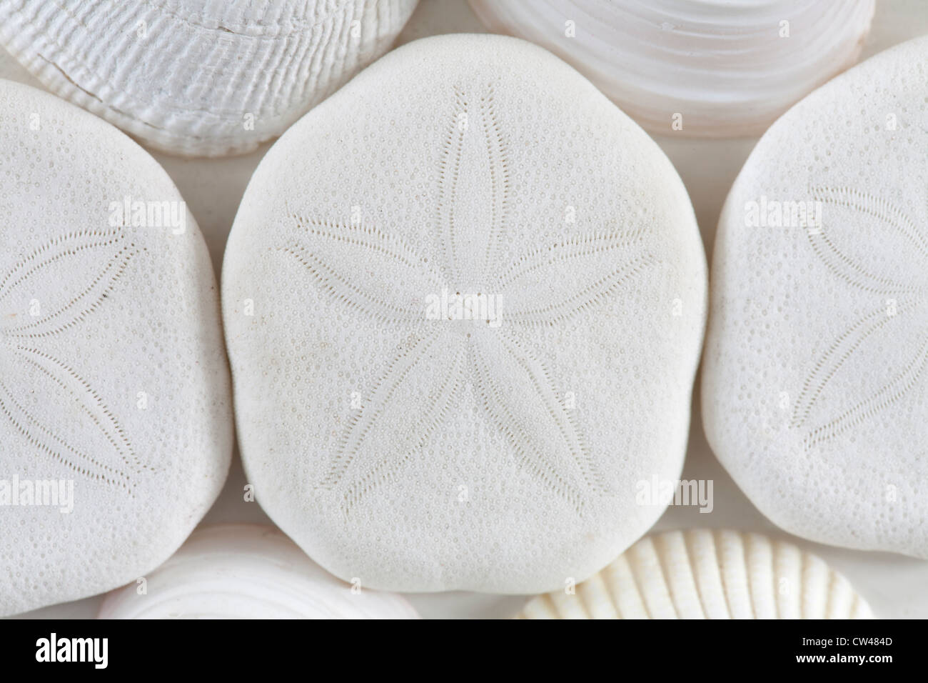 White Sand Dollars and shells Stock Photo - Alamy