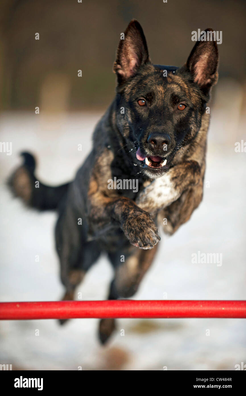 Belgian Shepherd Dog, Malinois jumping over a hurdle Stock Photo - Alamy