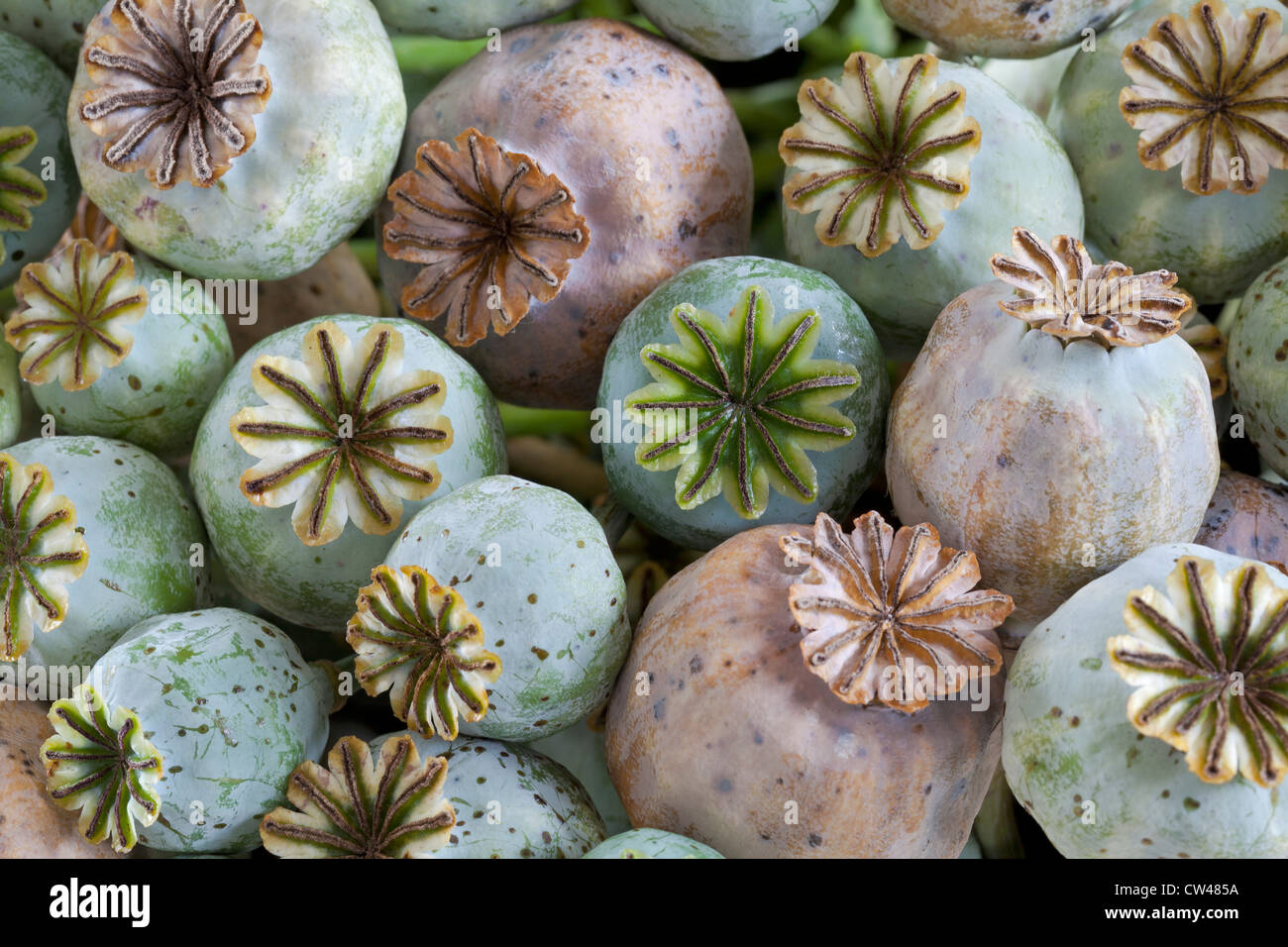 Heap of Poppy Seed Heads Stock Photo - Alamy