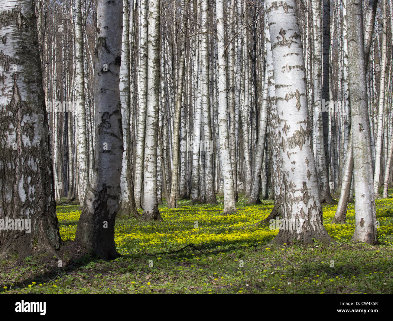 Spring in birch grove hi-res stock photography and images - Alamy