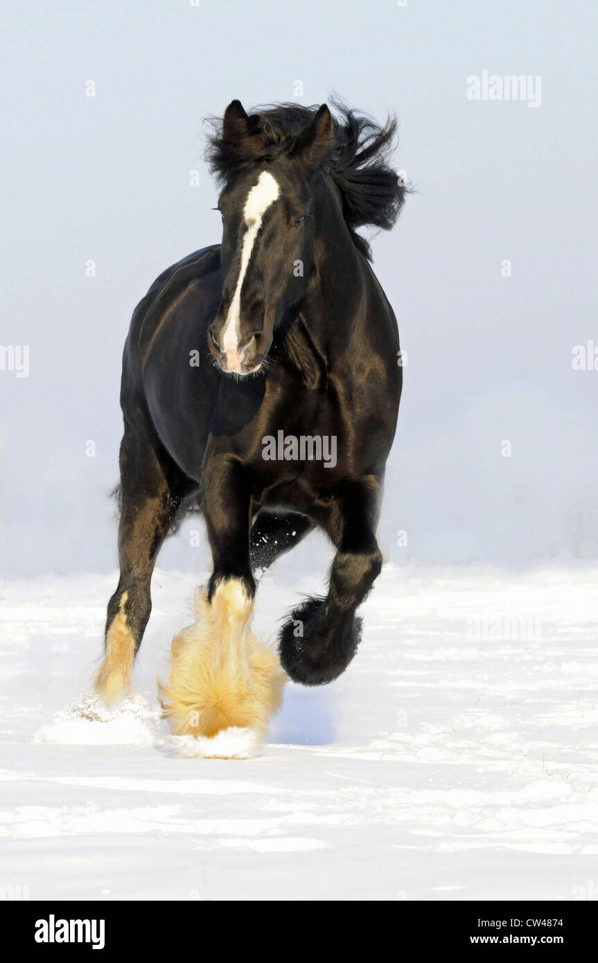 Shire Horse in a gallop on snow Stock Photo - Alamy